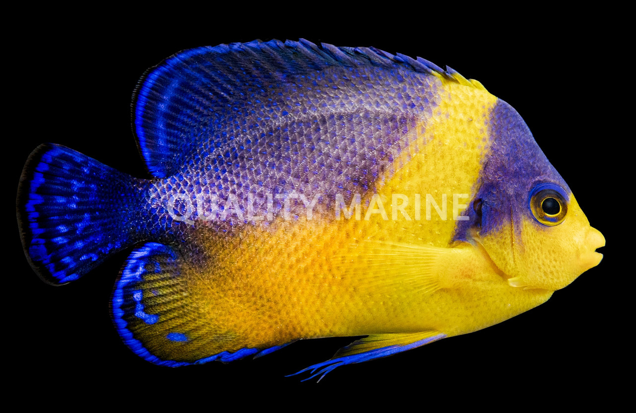 Purple Masked Angelfish - Quality Marine