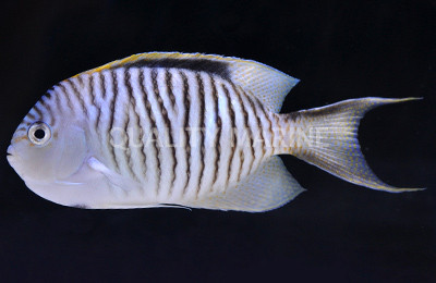Zebra Lyretail Angelfish, Male - Quality Marine
