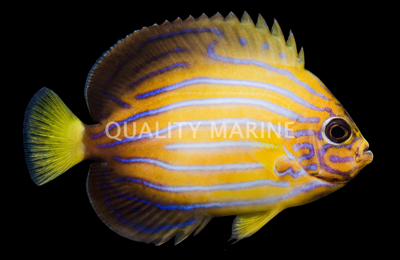 Bluestriped Angelfish - Quality Marine