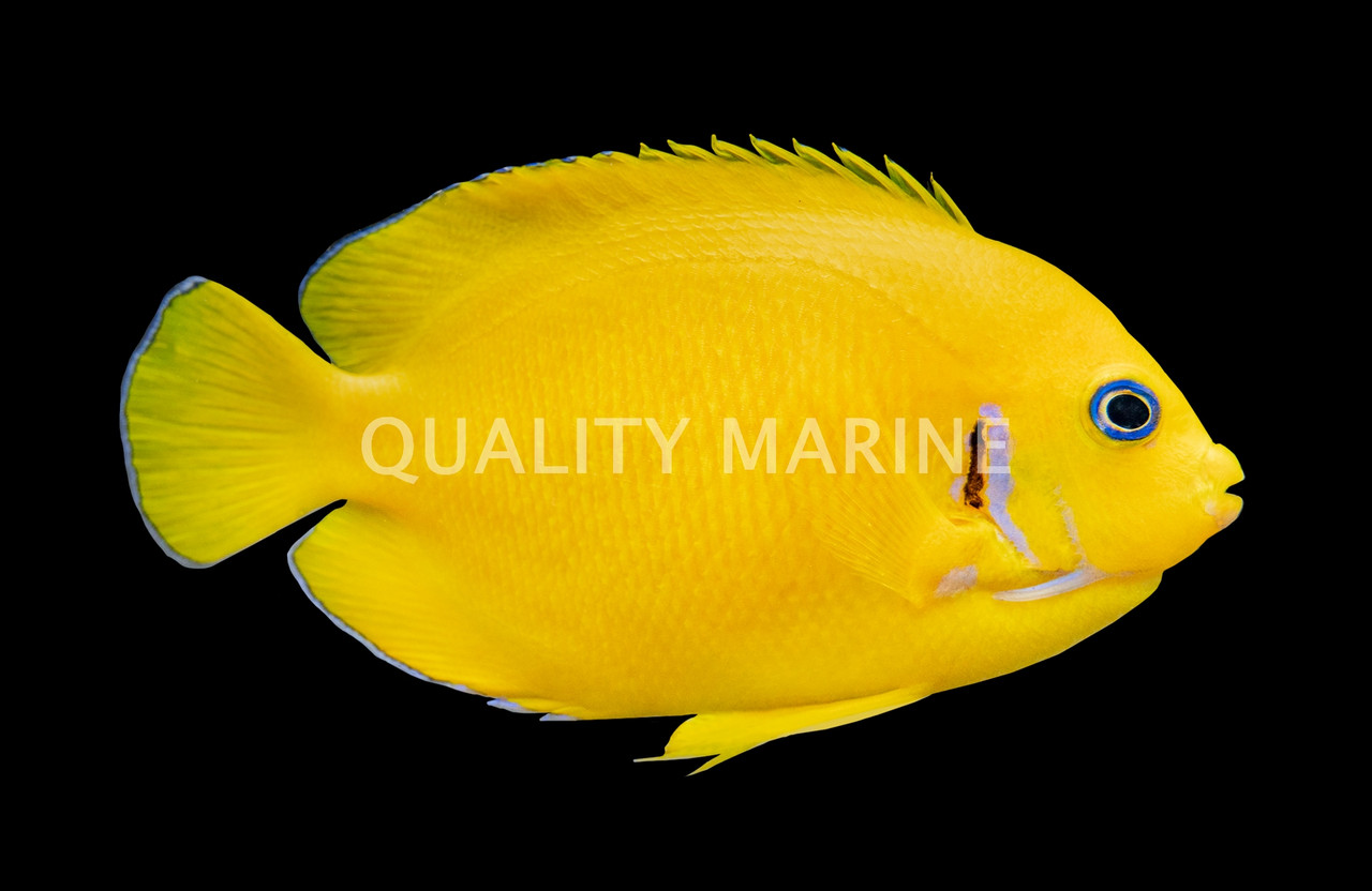 Coco's Pygmy Angelfish - Quality Marine