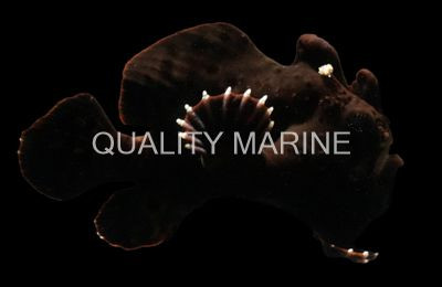 Black Commersoni Anglerfish - Quality Marine