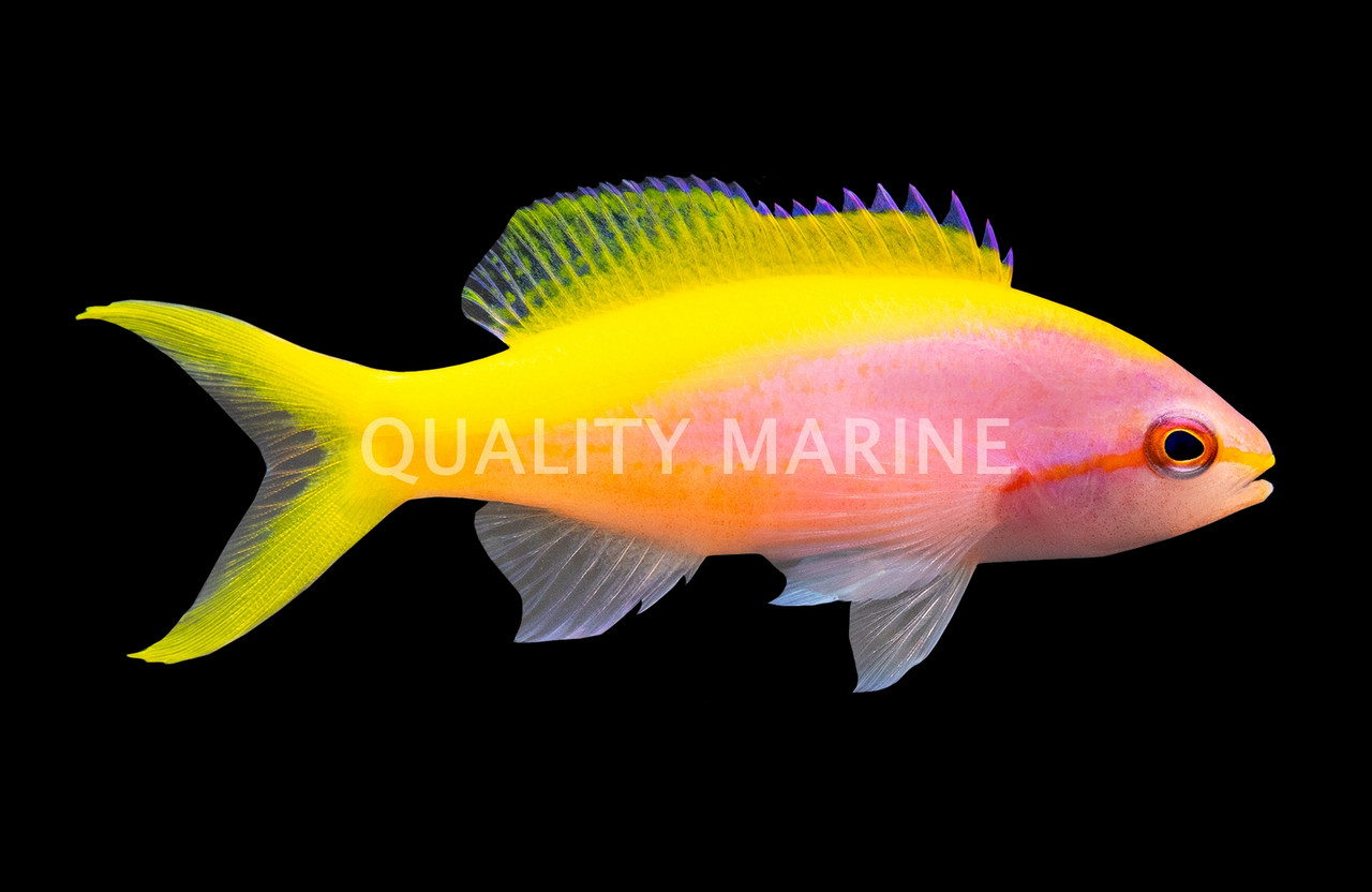 Evansi Anthias - Quality Marine
