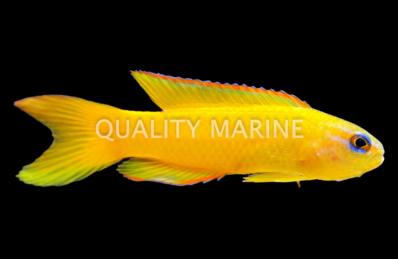 Gold Assessor Basslet - Quality Marine