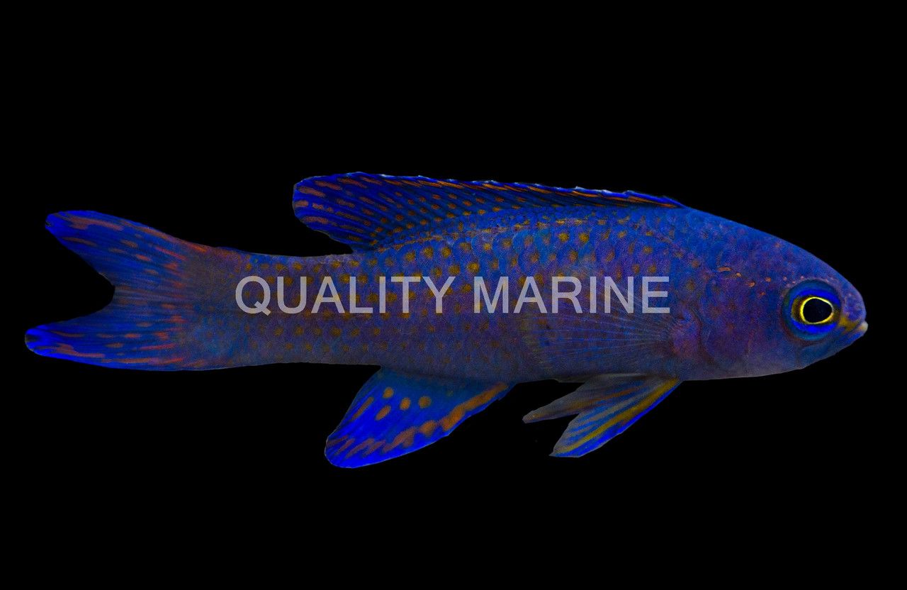 Macneill's Assessor Basslet - Quality Marine