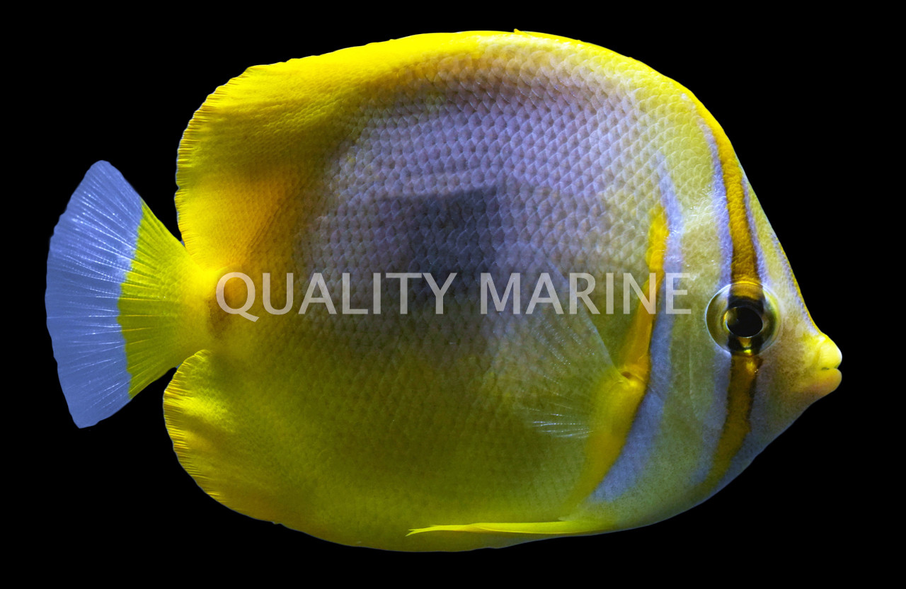Yellow Butterfly Fish Butterflyfish