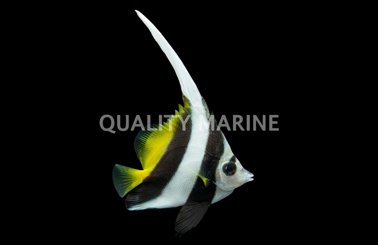 Black & White Heniochus Butterflyfish - Quality Marine