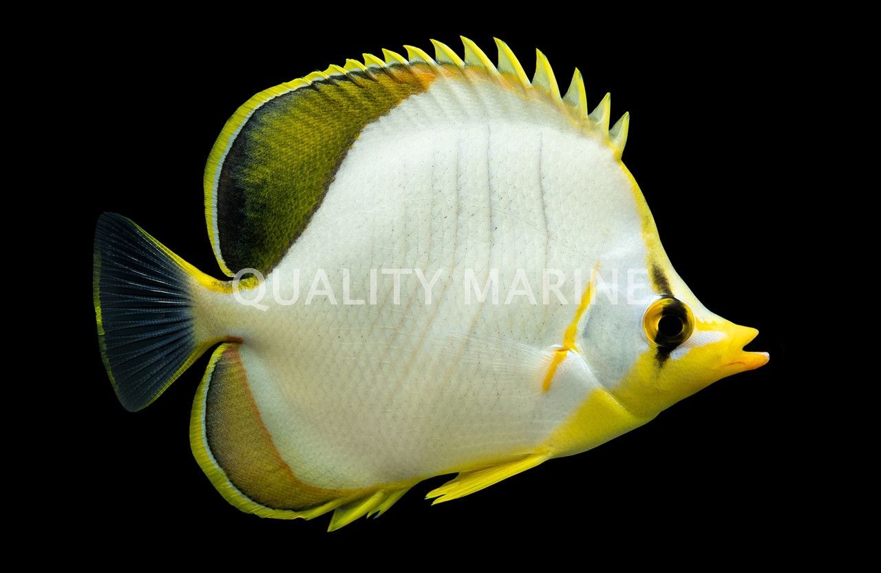 Yellow Head Butterflyfish - Quality Marine