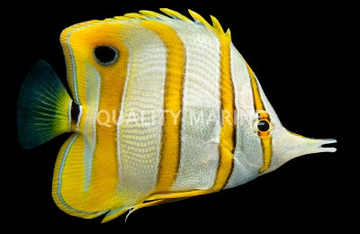 Copperband Butterflyfish - Quality Marine