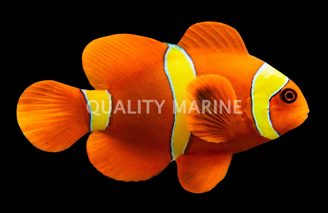 Gold Stripe Maroon Clownfish - Quality Marine