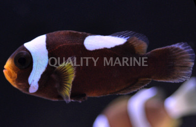 Black & Yellow Saddleback Clownfish - Quality Marine