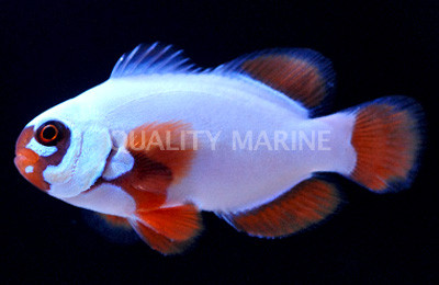 Gold Nugget Maroon Clownfish - Quality Marine