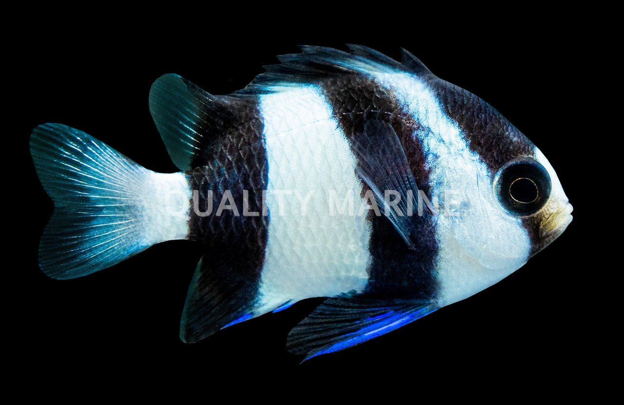 3 Stripe Damselfish - Quality Marine