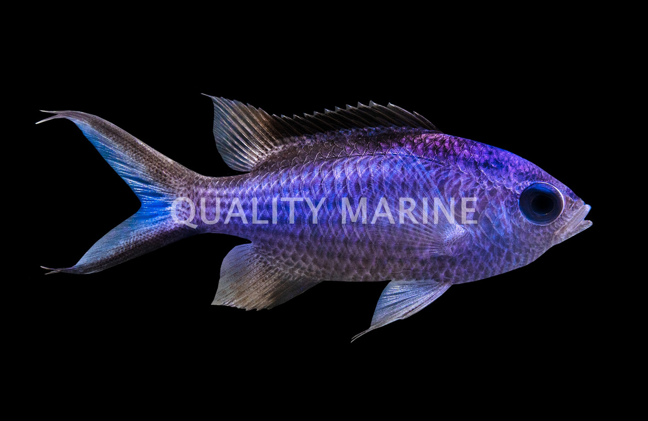 Blue Chromis Fish BLUE CHROMIS: BAHAMAS REEF FISH (29) | ROLLING