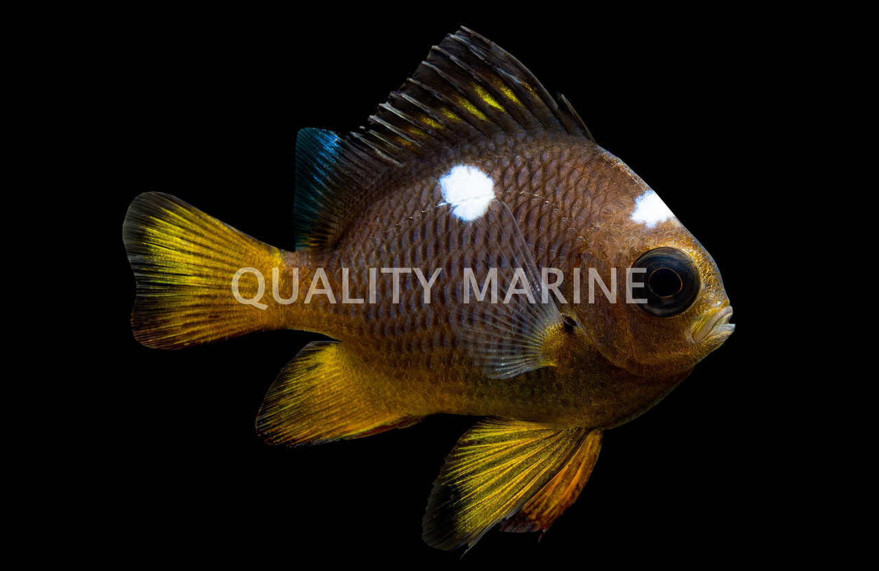 Domino Damselfish My Boyfriend Just Got This Saltwater Tank From His