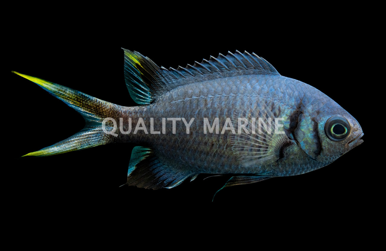 Pale Tail Chromis - Quality Marine