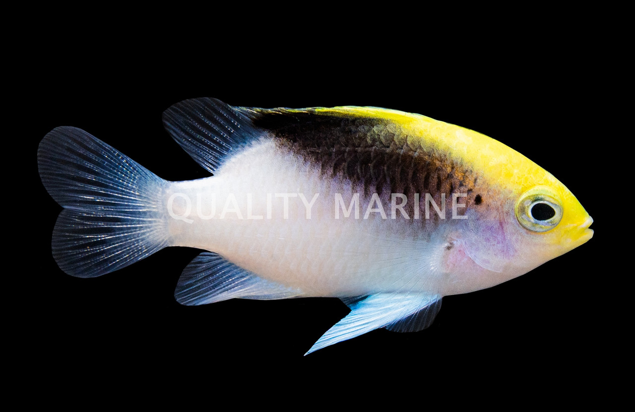 Rolland's Demoiselle - Quality Marine