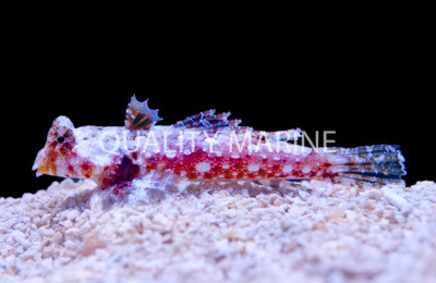 Morrison's Dragonet - Quality Marine