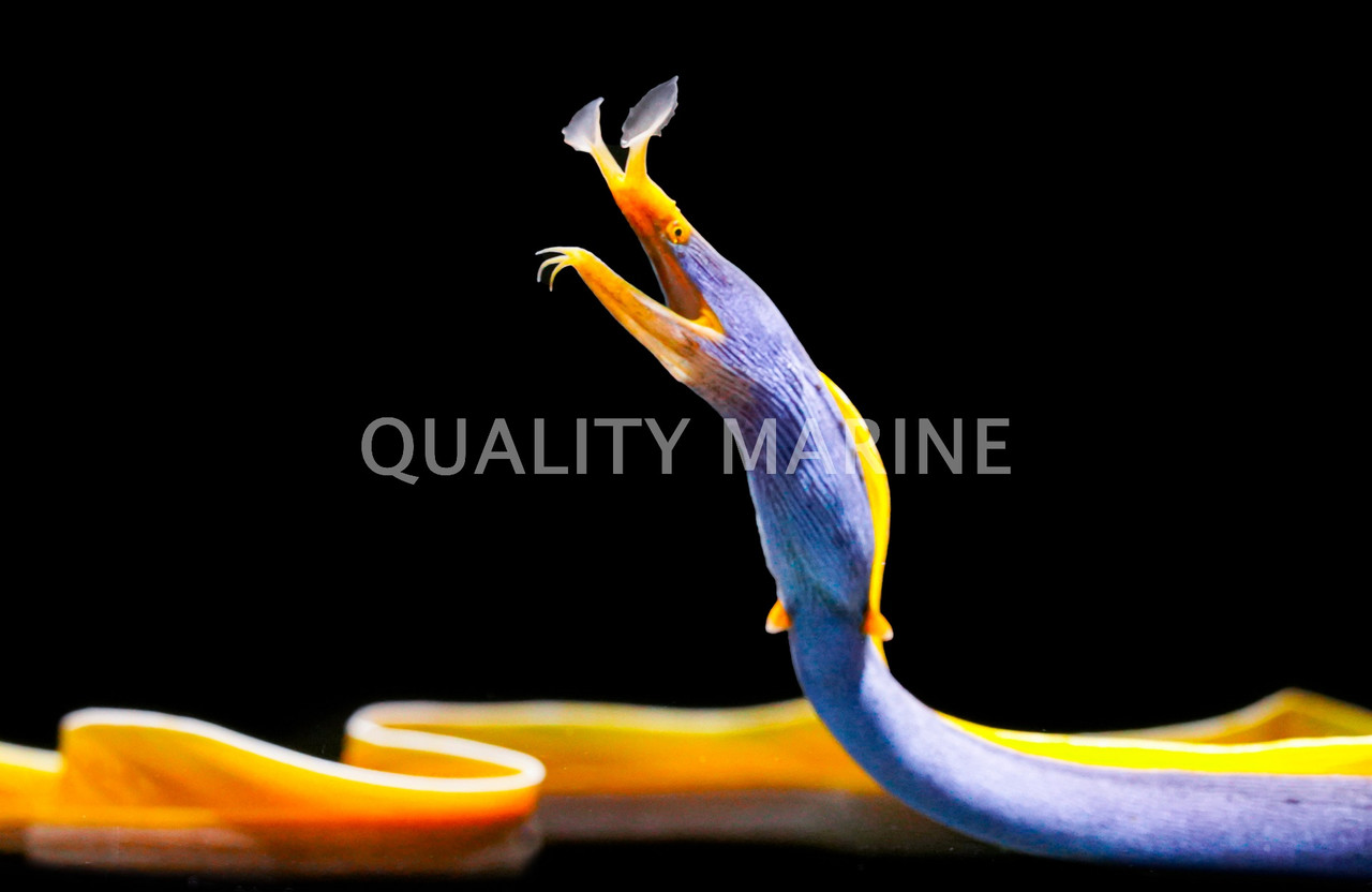 Blue Ribbon Eel - Quality Marine