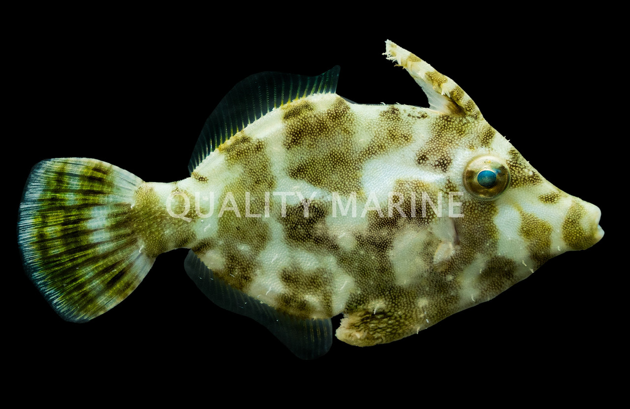 Matted "Aiptasia-Eating" Leatherjacket - Quality Marine