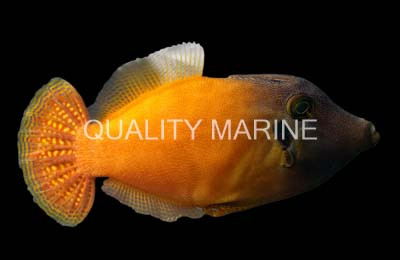 Redtail Filefish - Quality Marine