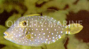 Whitespotted Filefish - Quality Marine