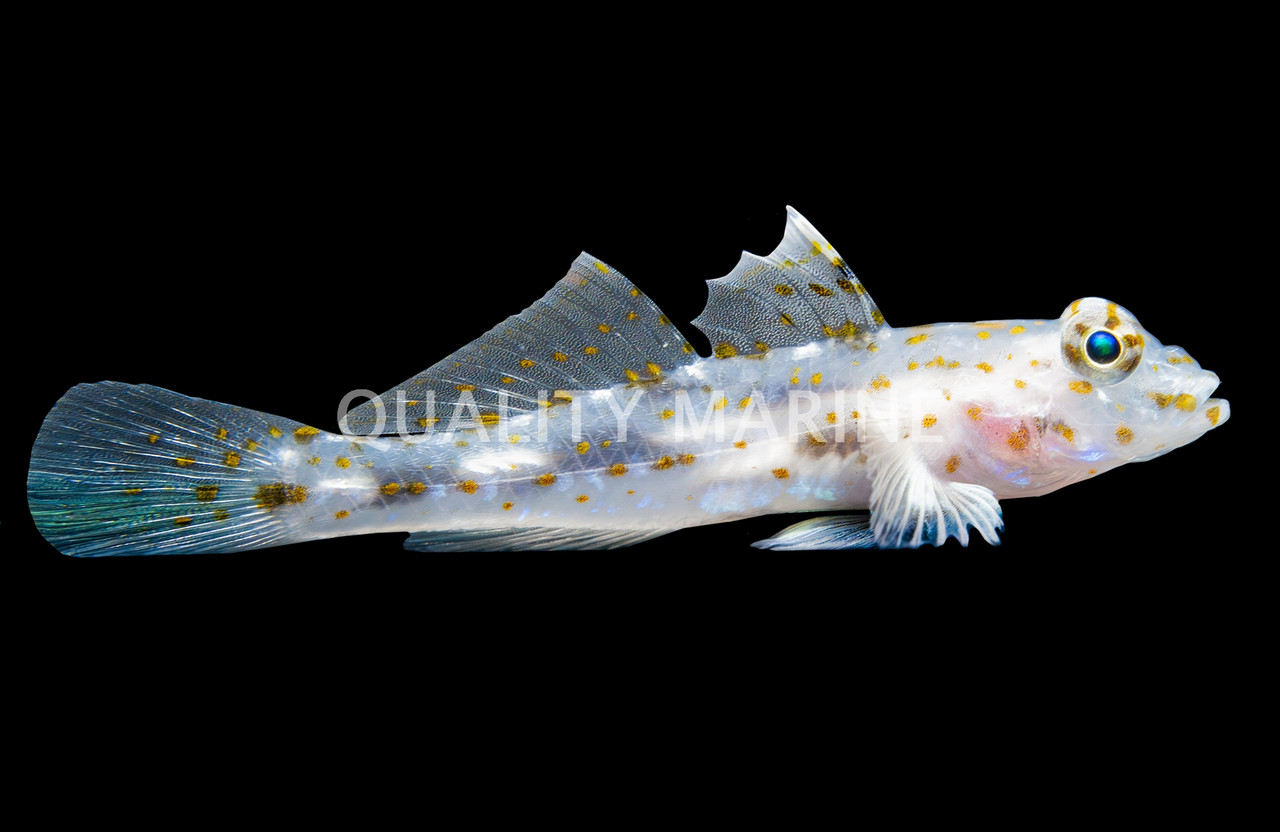 Cave Transparent Goby - Quality Marine
