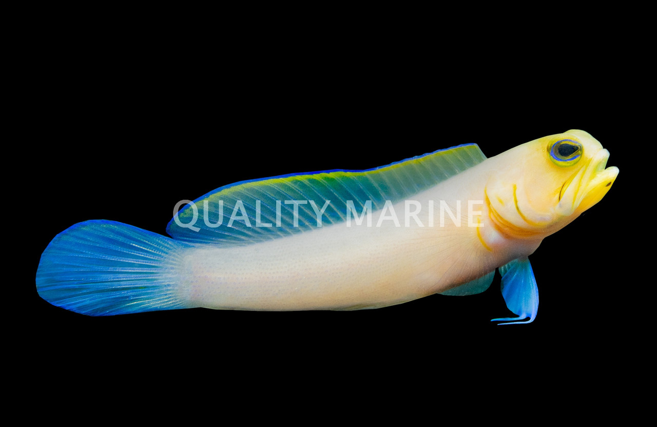 Yellowhead Jawfish - Quality Marine