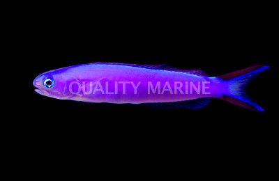 Purple Tilefish - Quality Marine