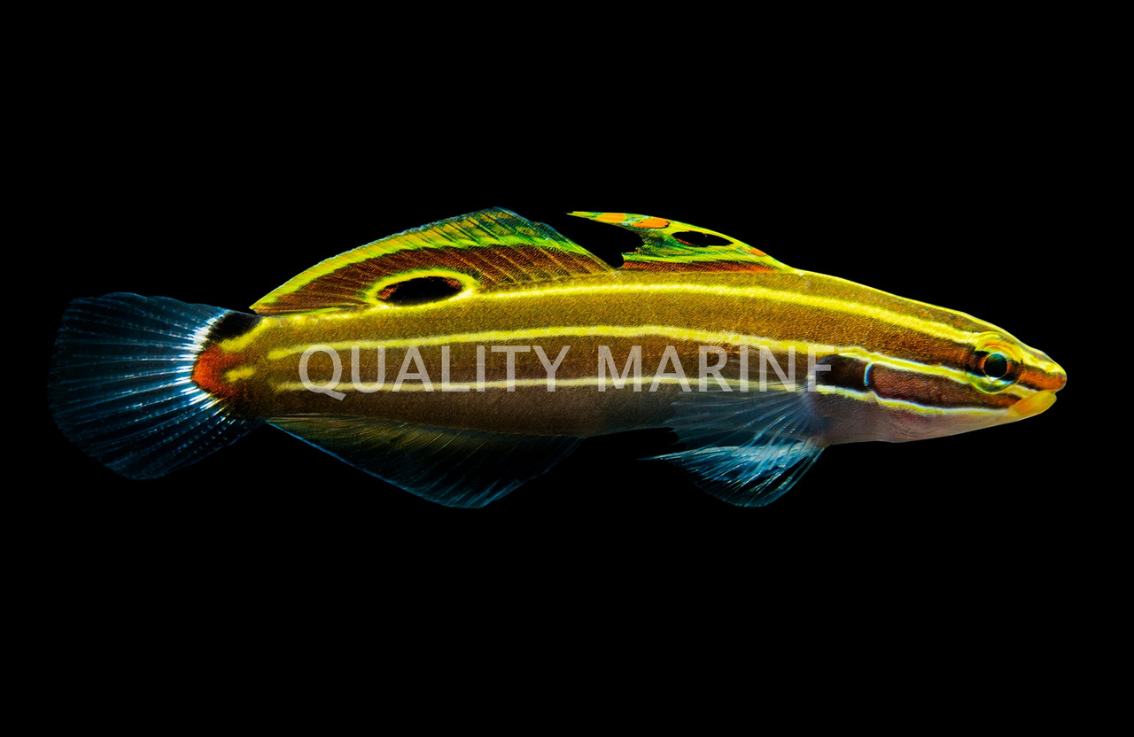 Hector's Goby - Quality Marine