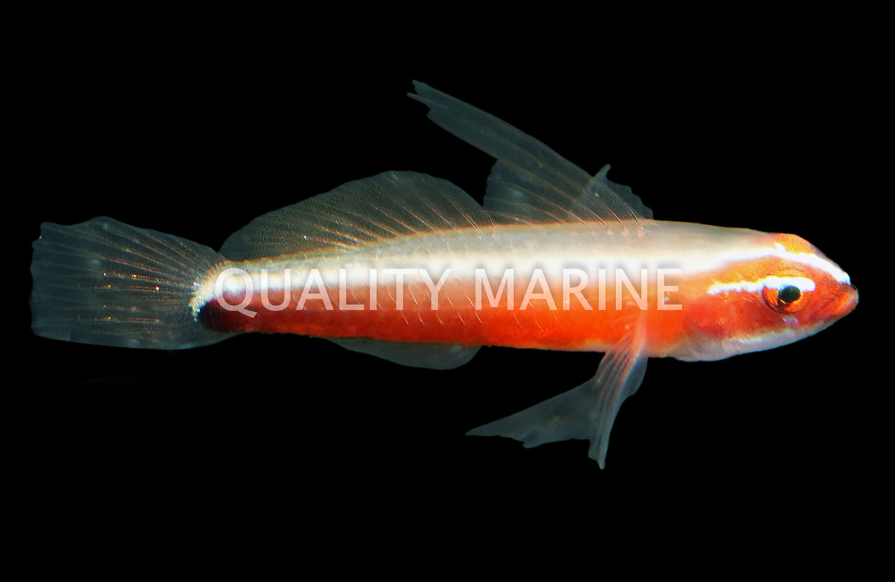 Neon Gold Pygmy Goby - Quality Marine