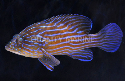 Blue Line Grouper - Quality Marine