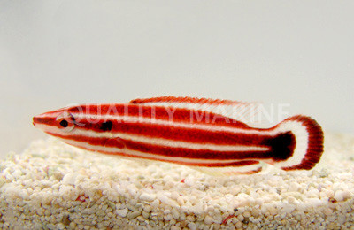 Masuda's Hogfish - Quality Marine