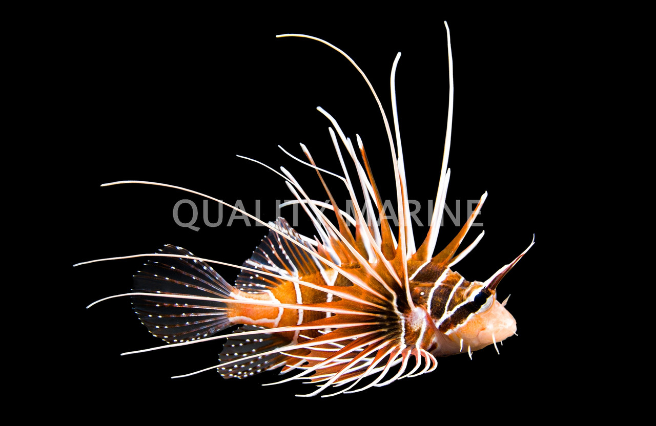 Radiata Lionfish - Quality Marine