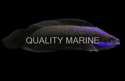 Springeri Dottyback - Quality Marine