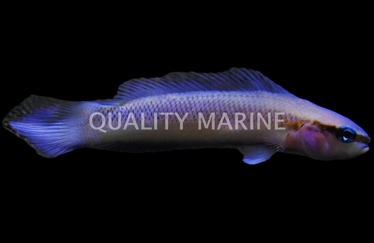 Tono's Dottyback, Male - Quality Marine