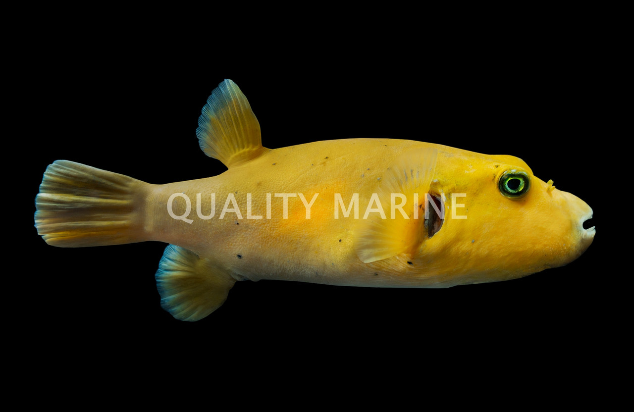 Golden Pufferfish - Quality Marine