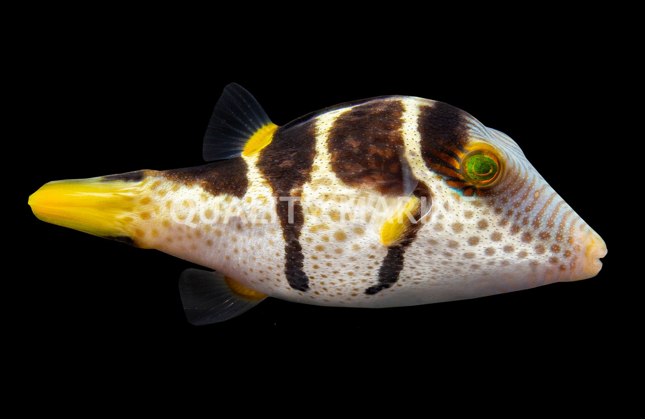 Saddle Valentini Pufferfish - Quality Marine