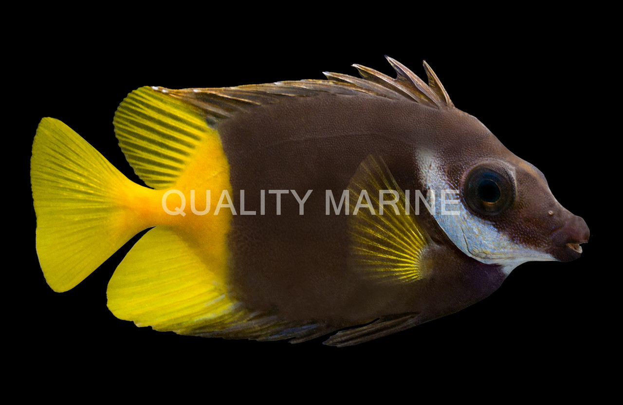 Bicolor Foxface Rabbitfish - Quality Marine