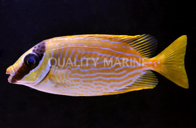 Masked Rabbitfish - Quality Marine