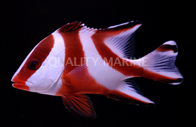 Emperor Red Snappers - Quality Marine