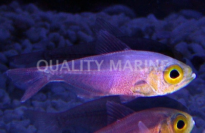 Slender Sweeper - Quality Marine