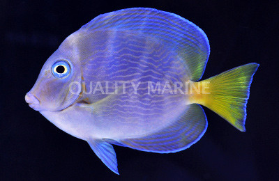 Atlantic Blue Tang - Quality Marine
