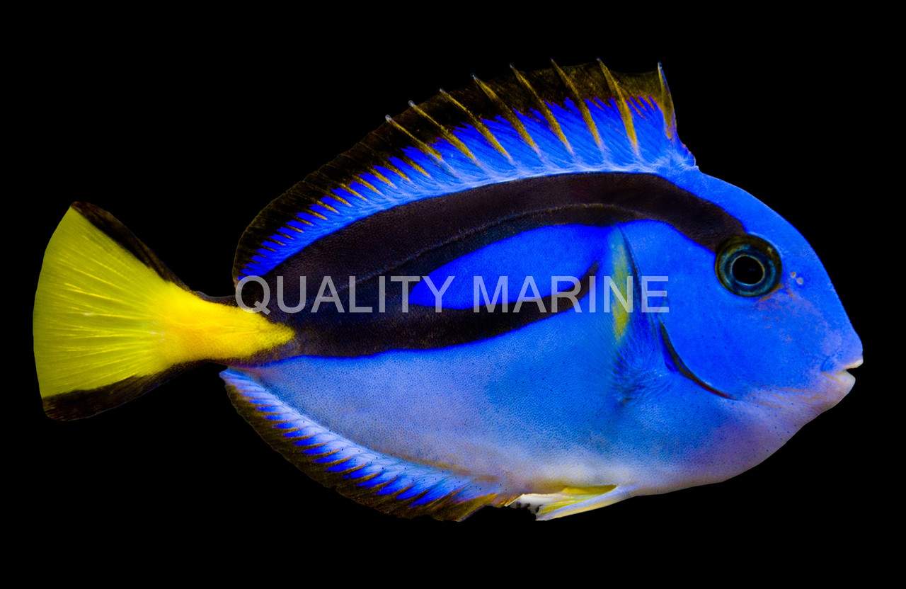 Yellow Belly Blue Tang, Juvenile - Quality Marine