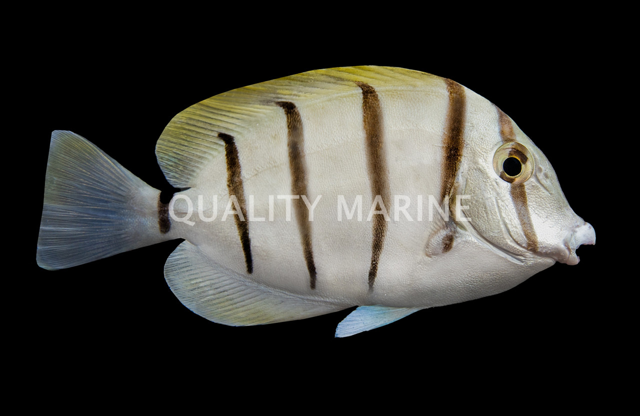 Convict Tang - Quality Marine