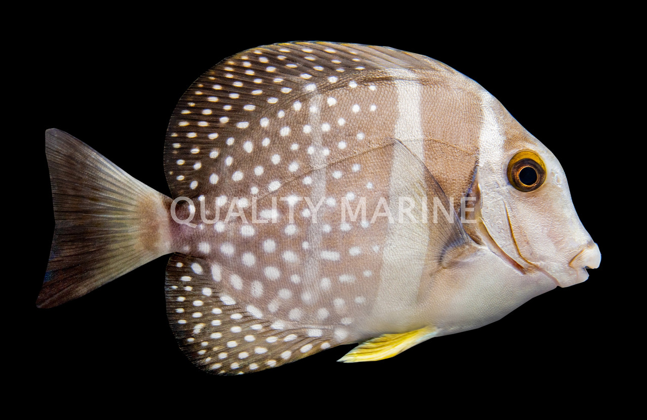 Mustard Guttatus Tang - Quality Marine