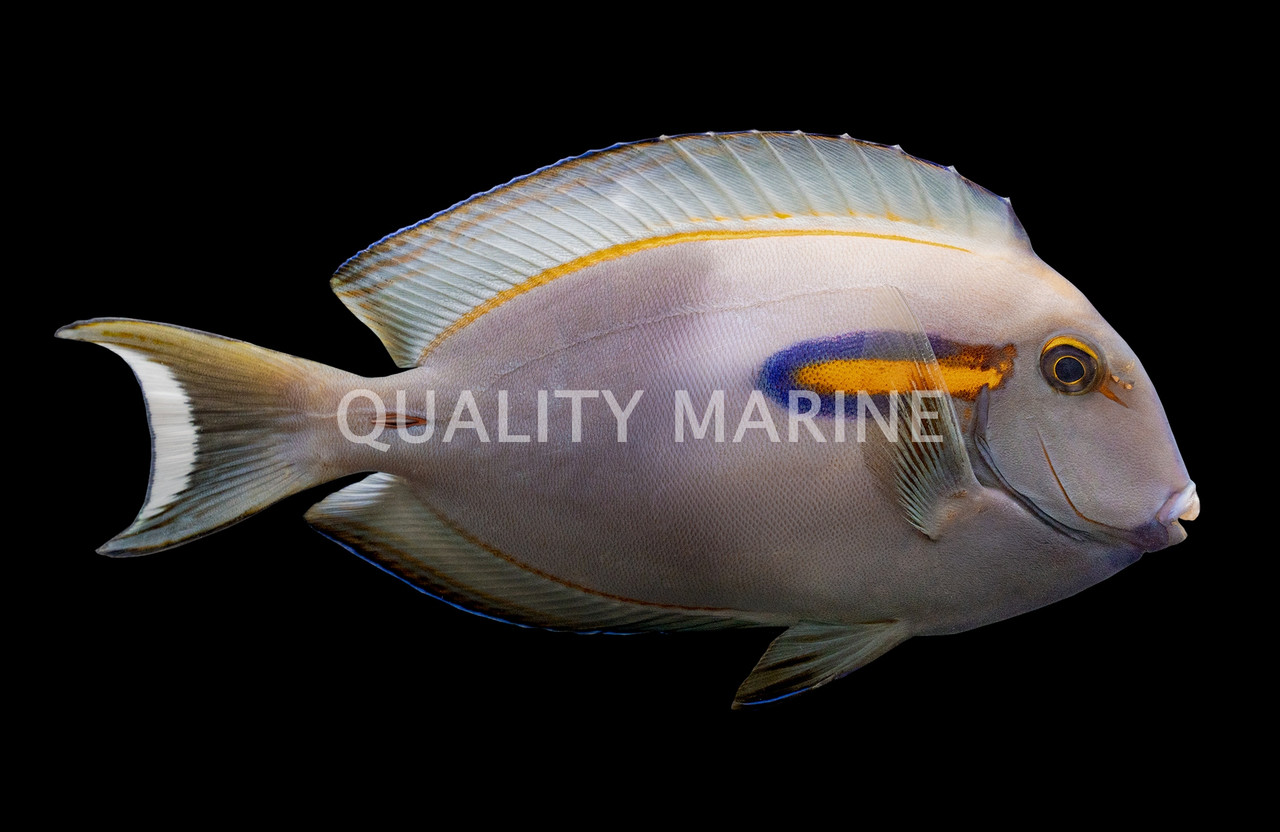 Orange Shoulder Tang, Adult - Quality Marine