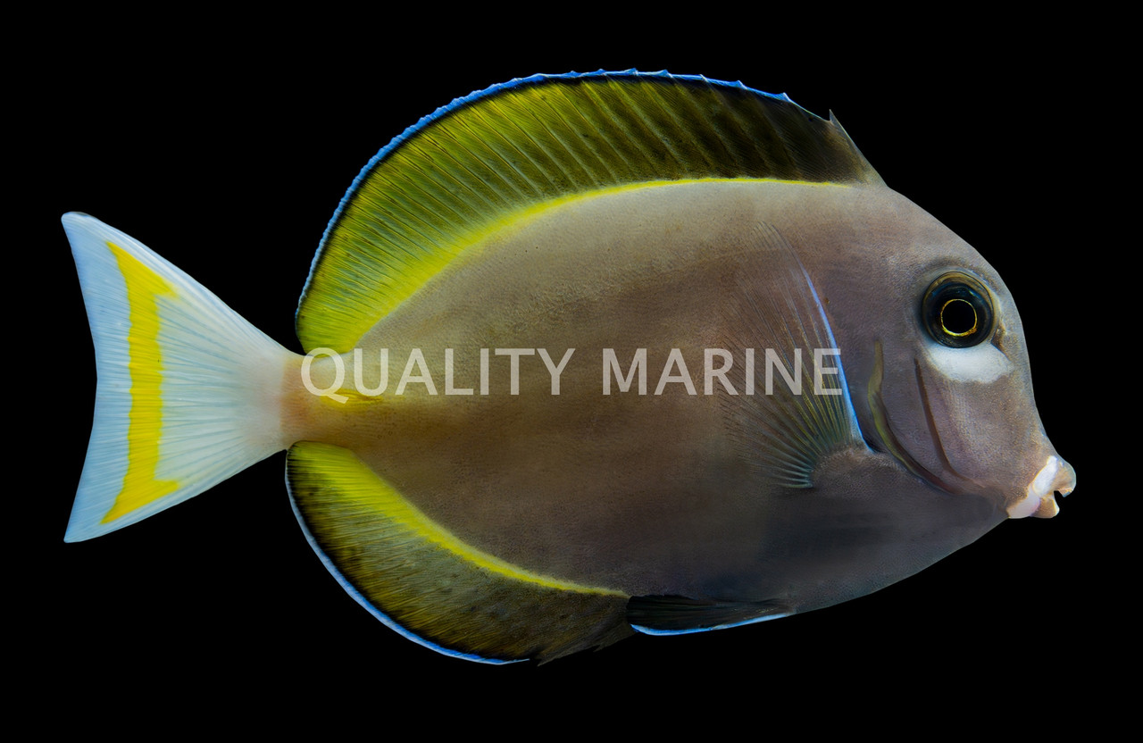 White Cheek Tang - Quality Marine