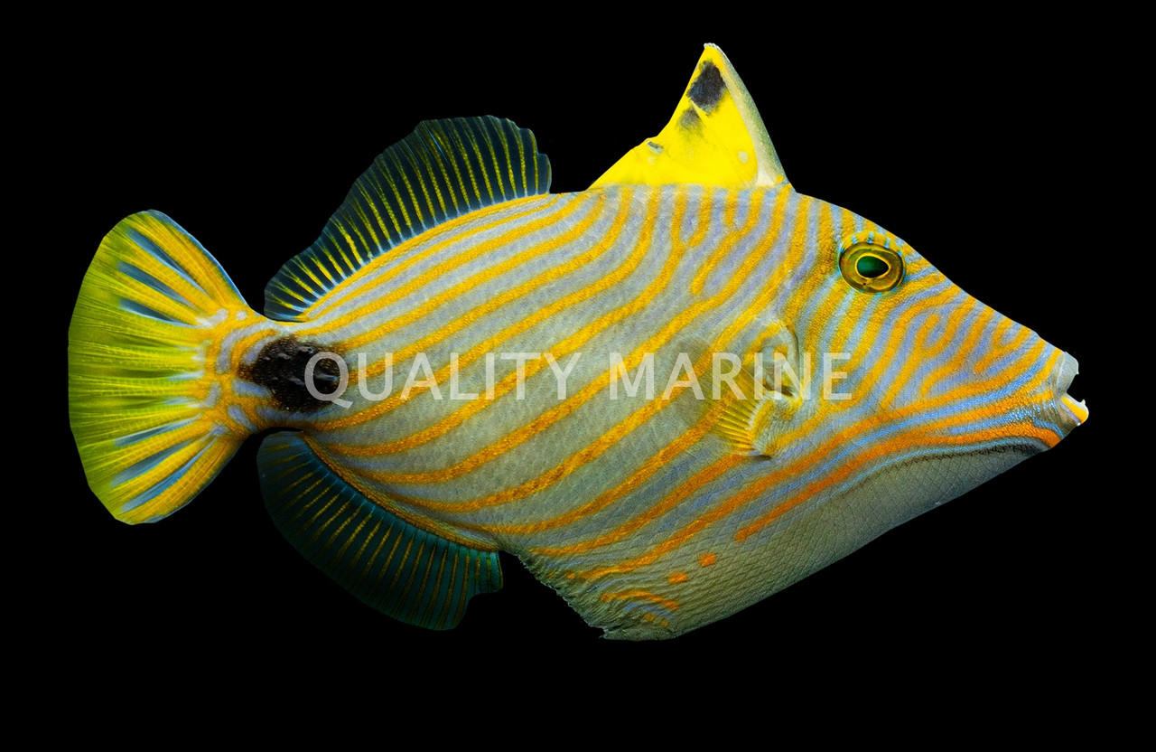 Orange Lined Triggerfish - Quality Marine