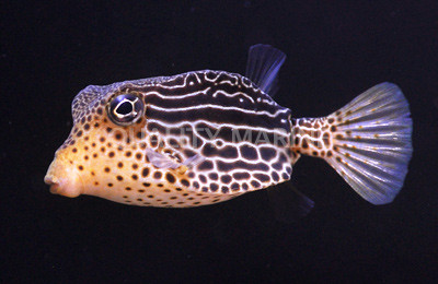 Reticulate Boxfish - Quality Marine