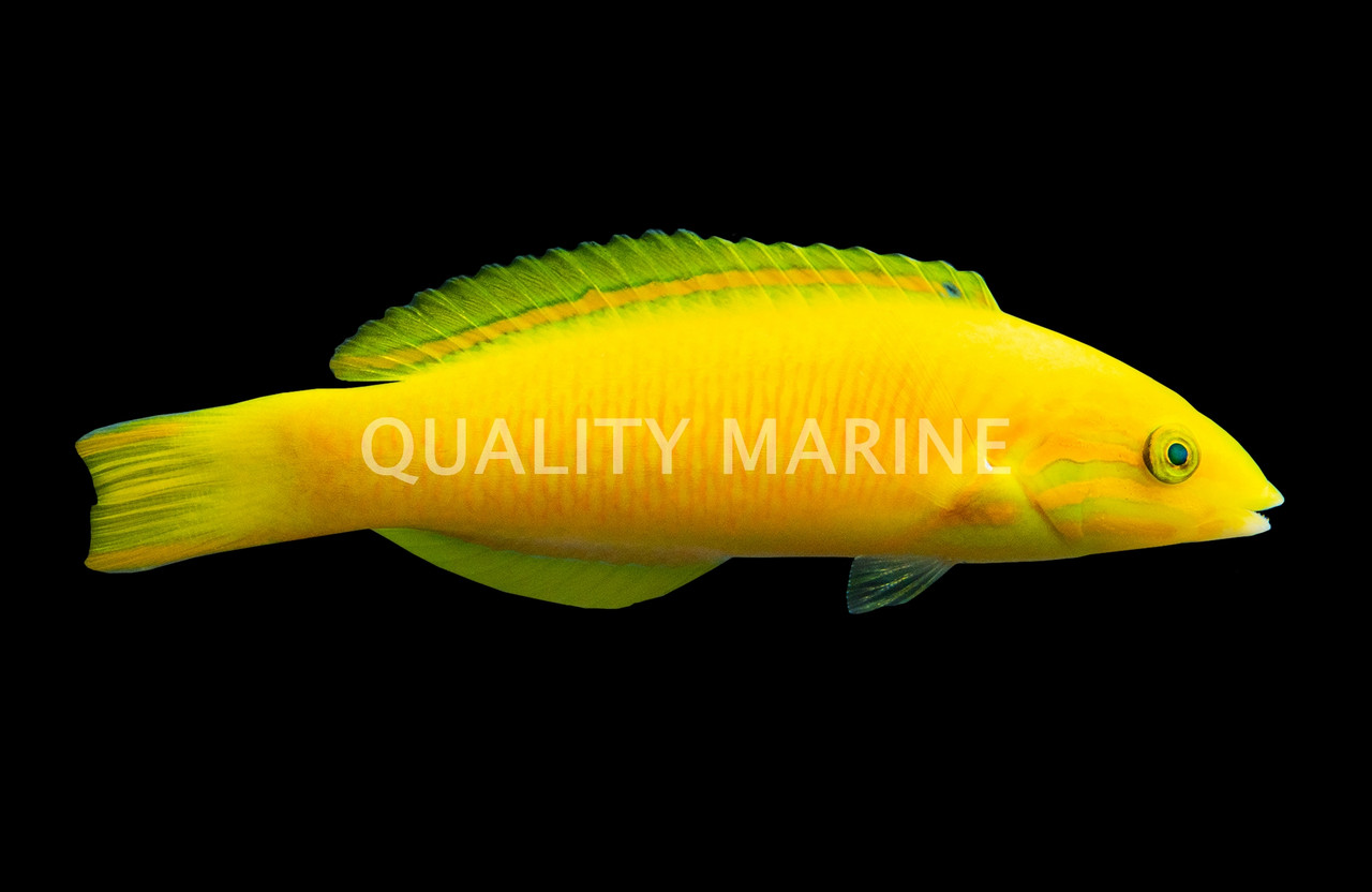 Banana Wrasse, Male - Quality Marine